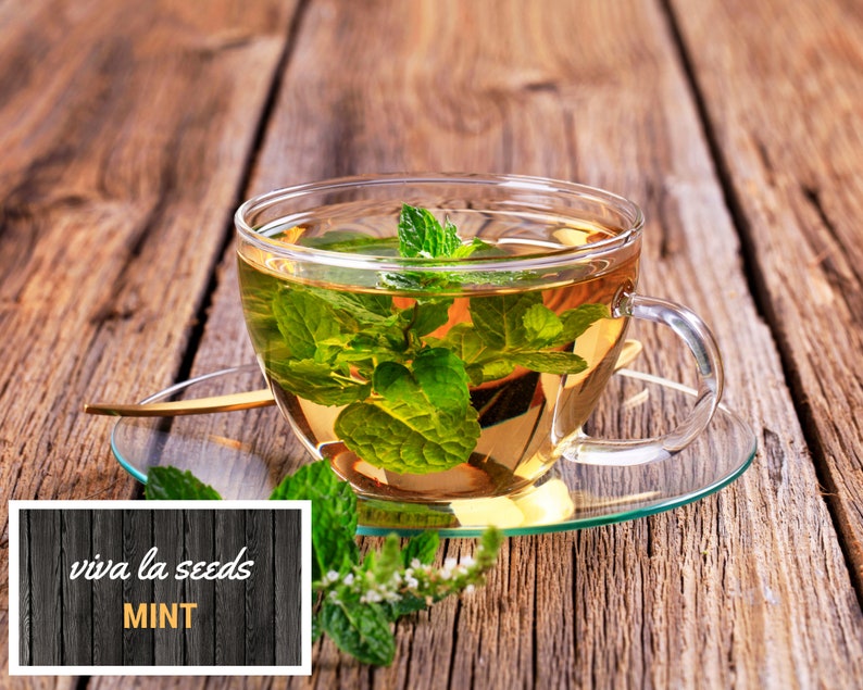 Tea Garden Seed Collection 6 Essential Tea Herb Seeds 20% - Etsy