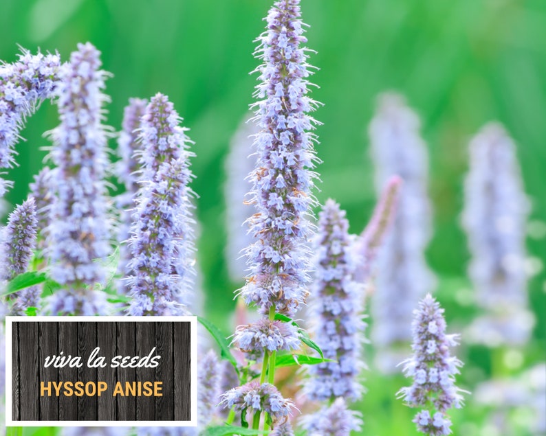 Hyssop, Anise | 200 Seeds | Medicinal | Culinary Herb | Non GMO ...