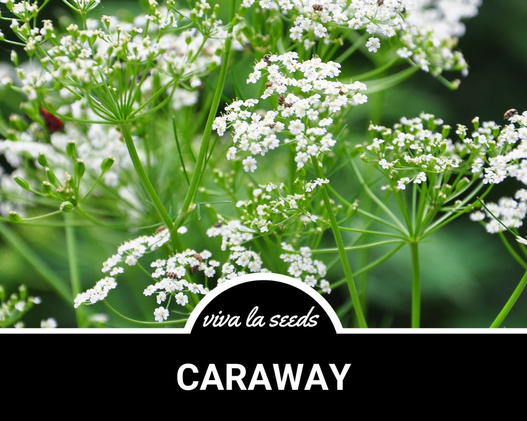 Caraway | 150 Seeds | Medicinal & Culinary Herb | Heirloom | Non GMO ...