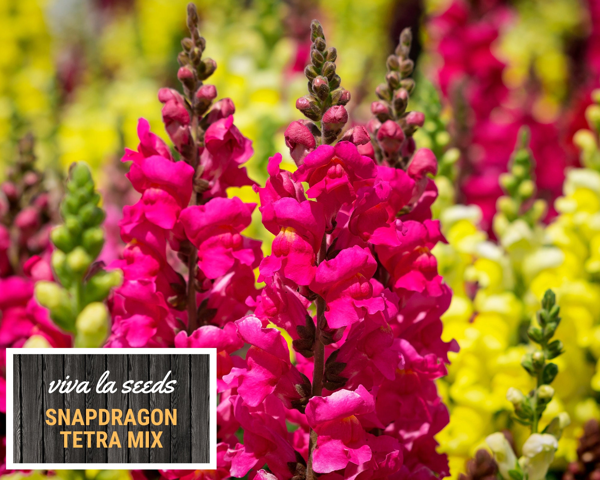Snapdragon Tetra Mix 200 Seeds Heirloom Non-gmo - Etsy