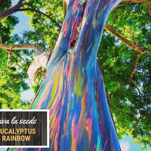 Eucalyptus, Rainbow Gum Tree | 100 Seeds | Medicinal | Easy to Grow ...