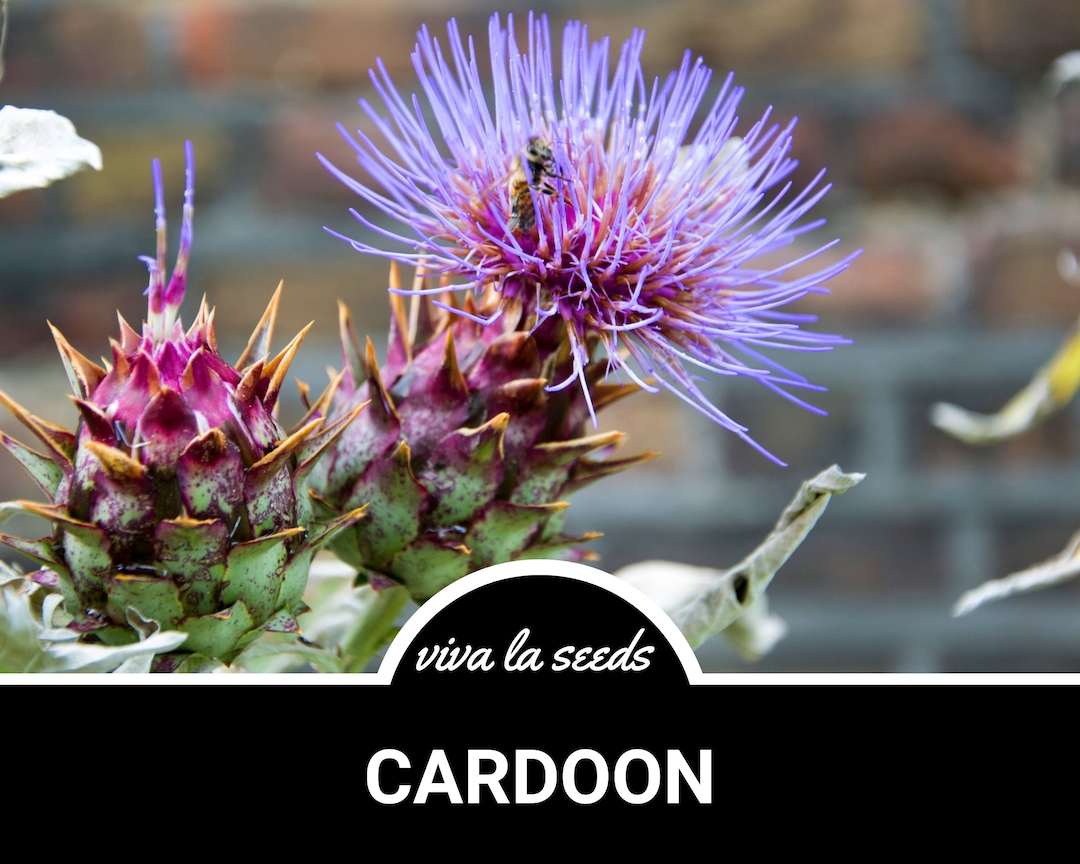 Cardoon | Artichoke Thistle | 25 Seeds | Heirloom Vegetable | Non GMO ...