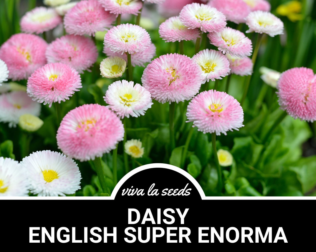 Daisy, English Super Enorma Mix | 100 Seeds | Heirloom Flower ...