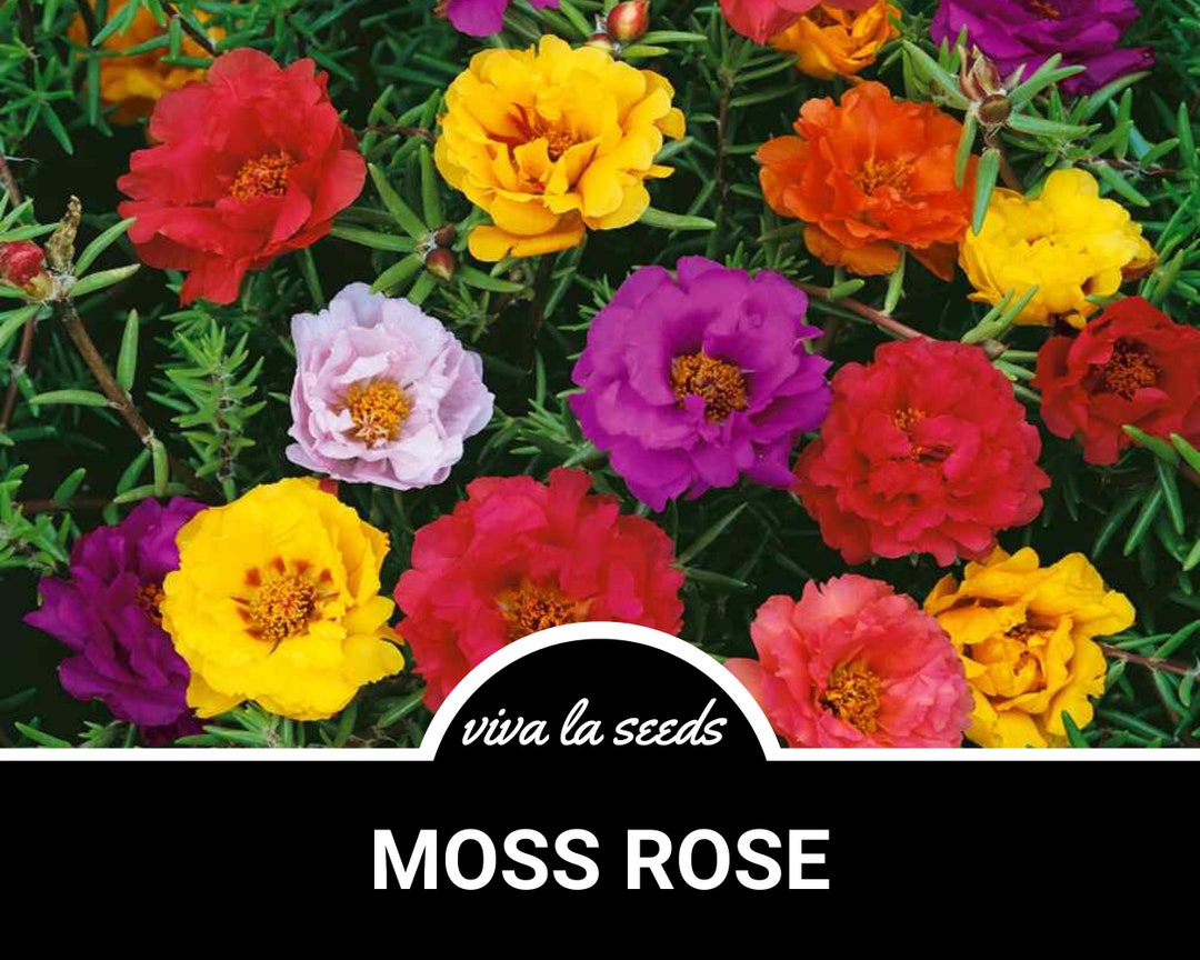 Moss Rose, Mix 250 Seeds Heirloom Colorful Blooms Low Maintenance ...
