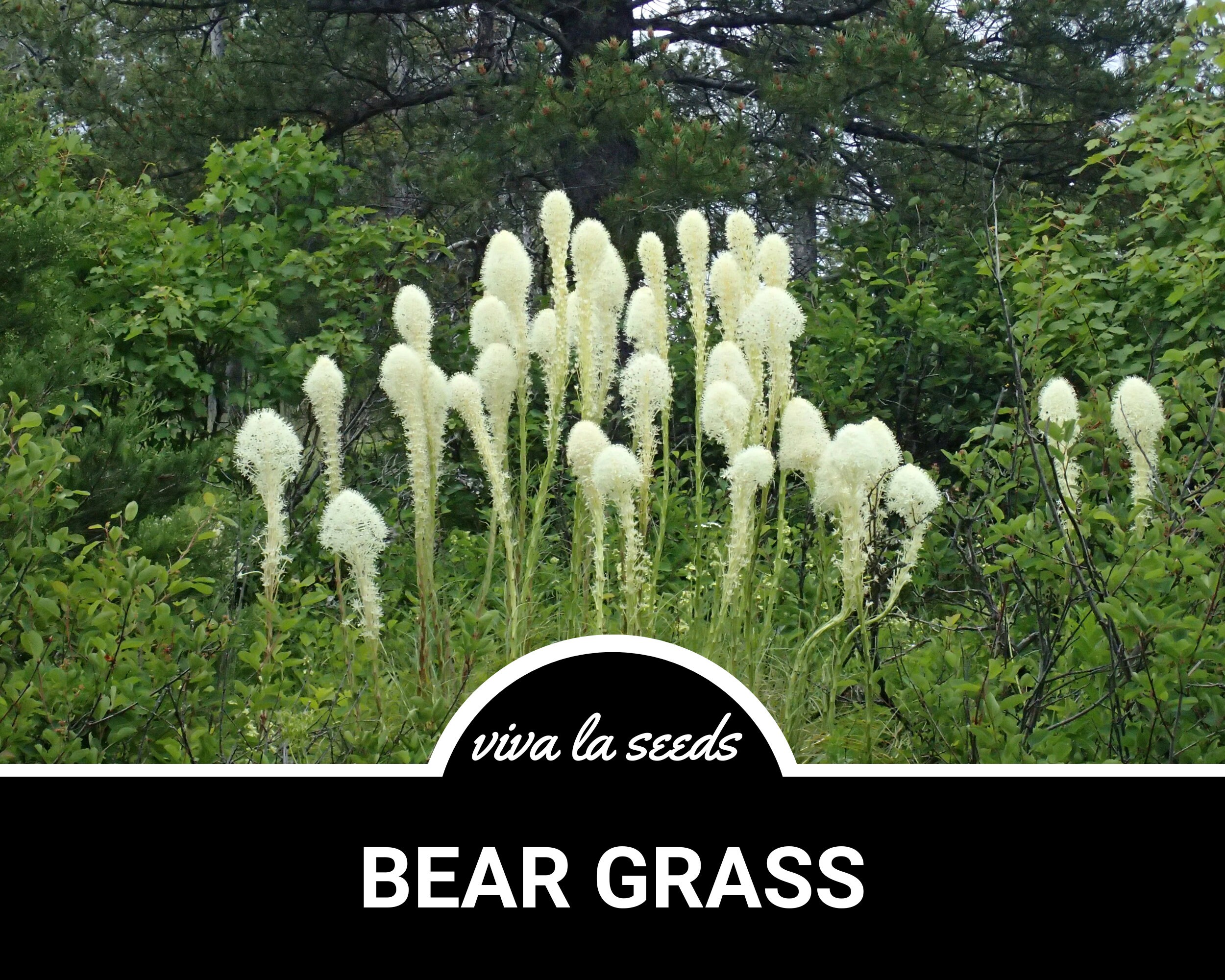 Beargrass | 50 Seeds | Heirloom Ornamental Grass | Native Wildflower ...