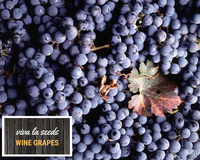 Grapes, Wine Common | 35 Seeds | Heirloom | Non-gmo | Vitis Vinifera - Etsy