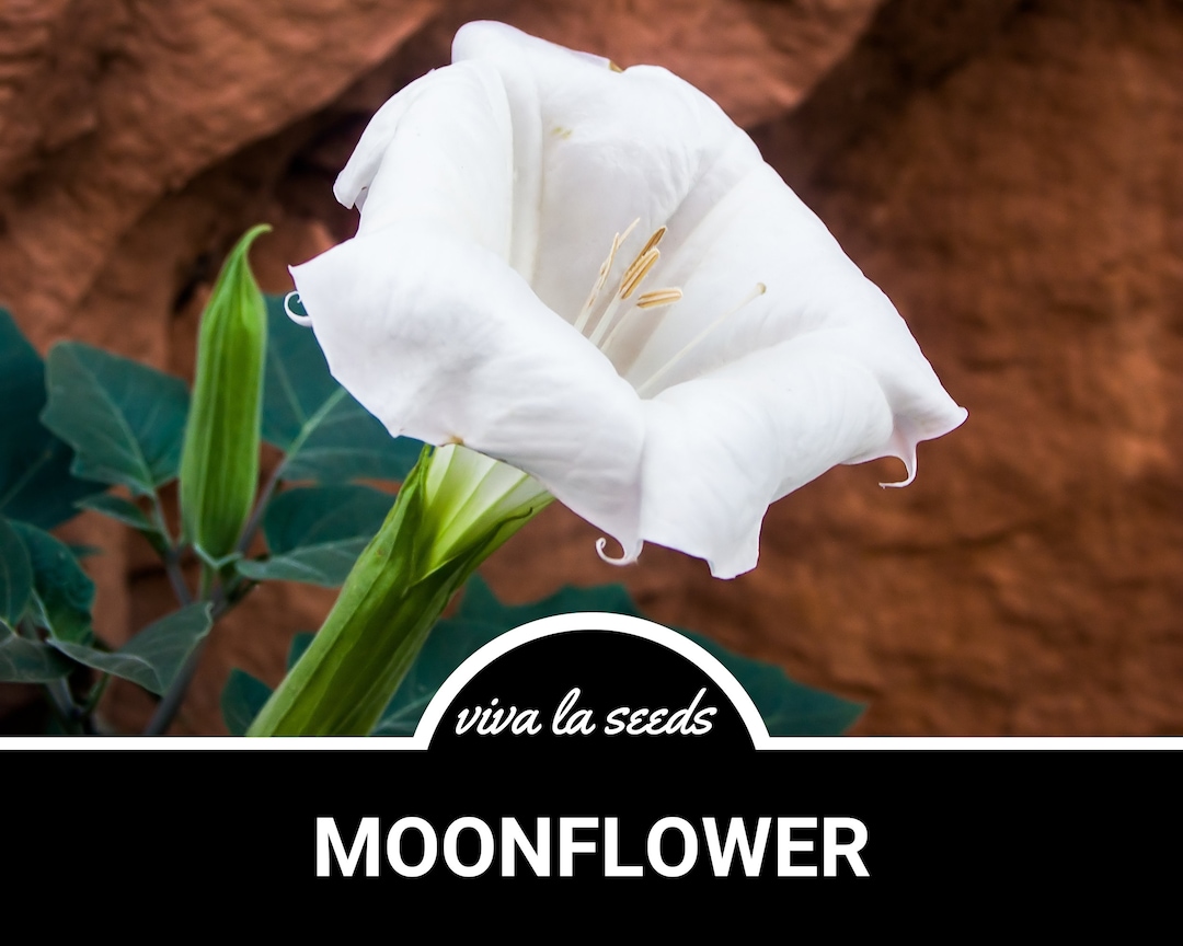 Moonflower| 25 Seeds | Heirloom Flower | Classic White | Fragrant ...