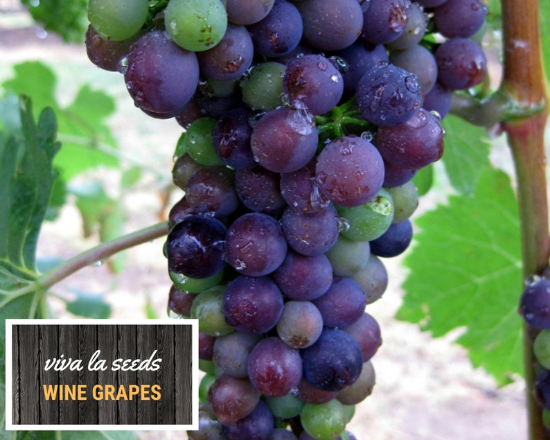 Grapes, Wine Common | 35 Seeds | Heirloom | Non-gmo | Vitis Vinifera - Etsy
