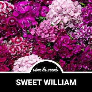 Sweet William Mix | 250 Seeds | Heirloom Flower | Fragrant & Vibrant ...