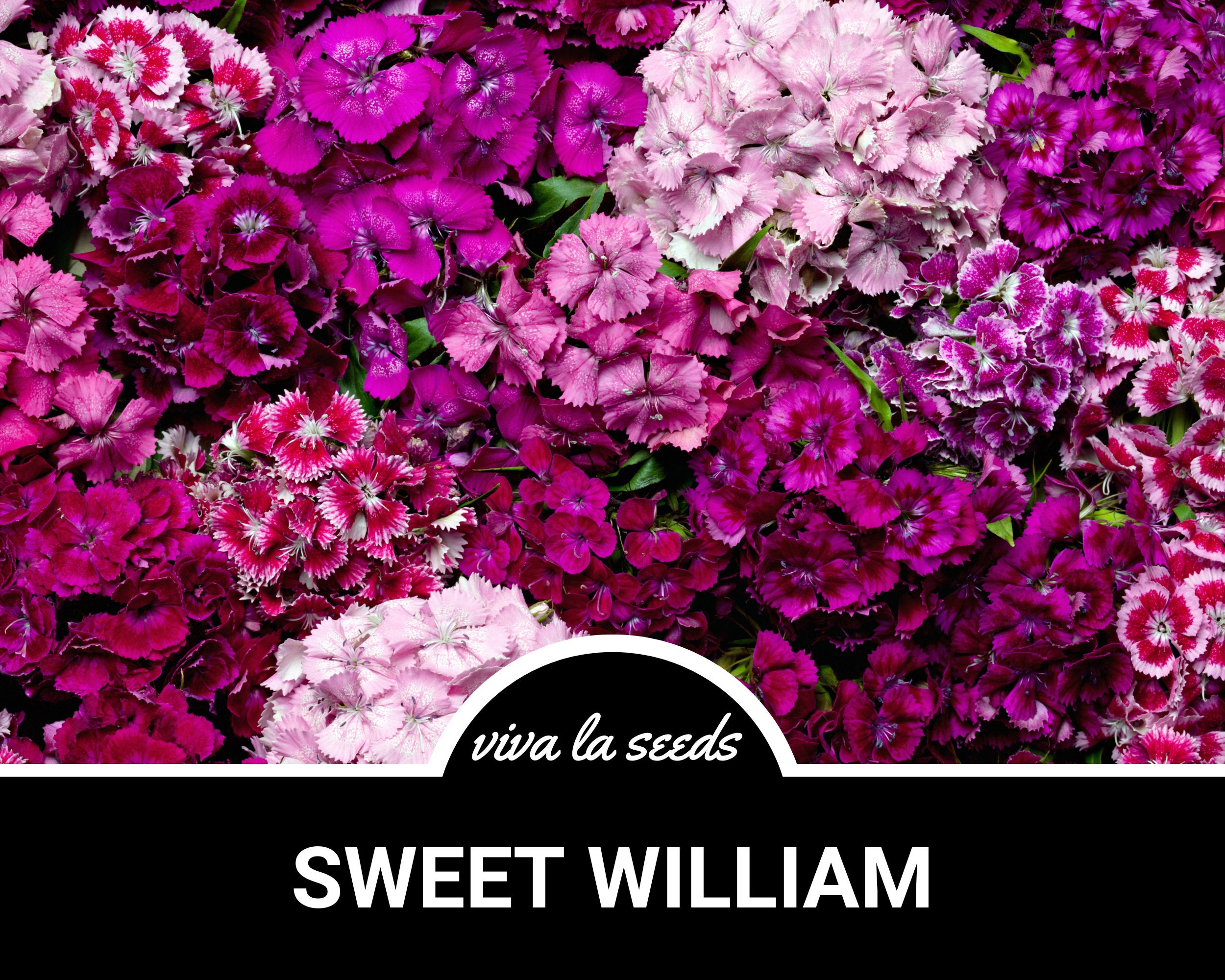 Sweet William Mix | 250 Seeds | Heirloom Flower | Fragrant & Vibrant ...