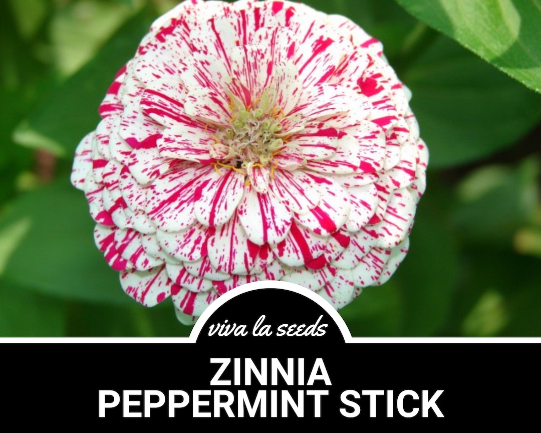 Zinnia, Peppermint Stick | 100 Seeds | Easy to Grow | Candy Striped ...