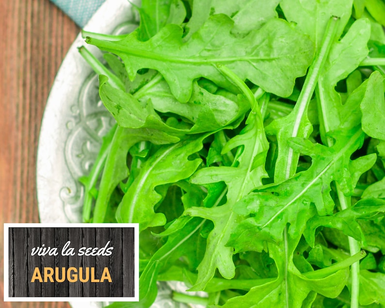 Arugula | 200 Seeds | Medicinal | Culinary Herb | Heirloom | Non GMO ...