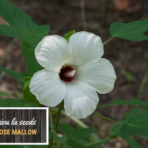 Hibiscus, Rose Mallow | Halberd-leaved | 25 Seeds | Heiroom | Non-gmo ...