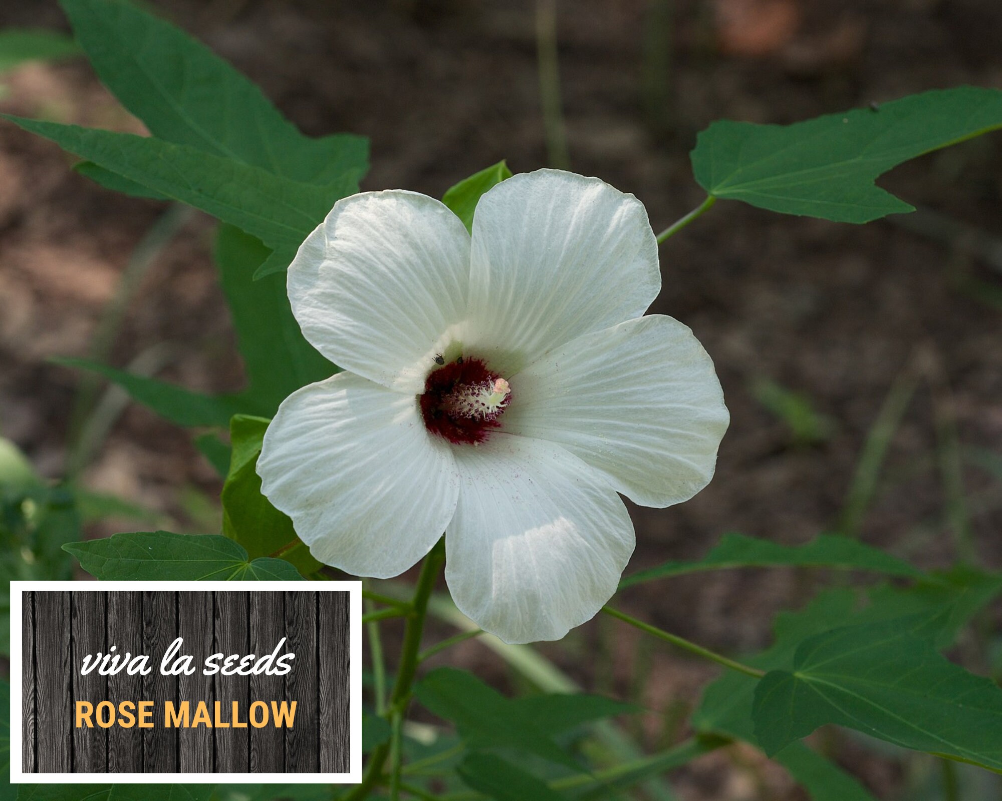 Hibiscus Rose Mallow Halberd-leaved 25 Seeds Heiroom - Etsy