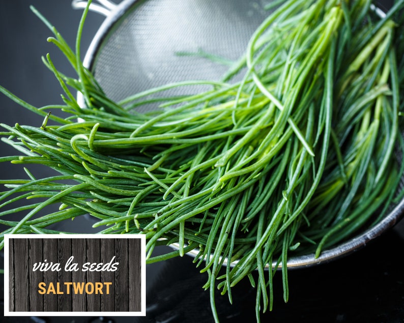 Saltwort - Salsola | 50 Seeds | Medicinal & Culinary Herb | Japanese ...