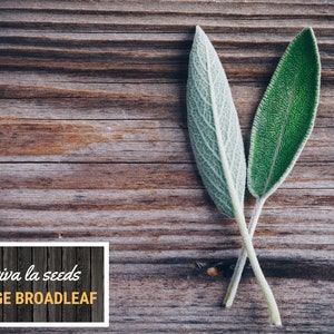 Sage, Broadleaf | 50 Seeds | Medicinal & Culinary Herb | Non GMO ...