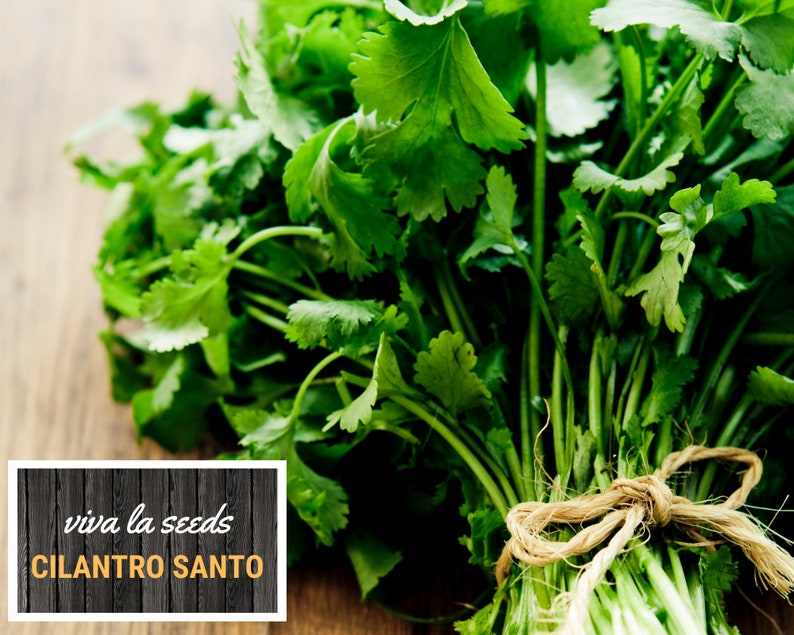 Cilantro coriander Santo 100 Seeds Medicinal Culinary - Etsy