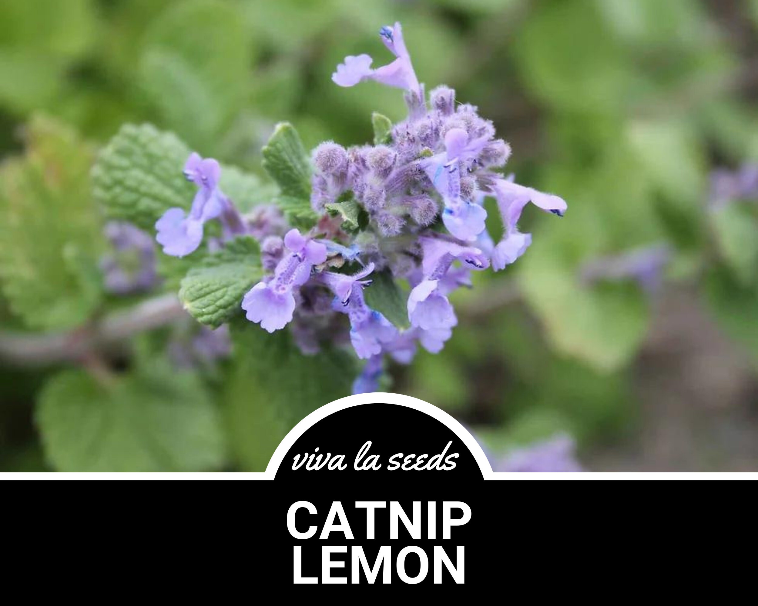 Catnip, Lemon | 250 Seeds | Medicinal & Culinary Herb | Heirloom ...