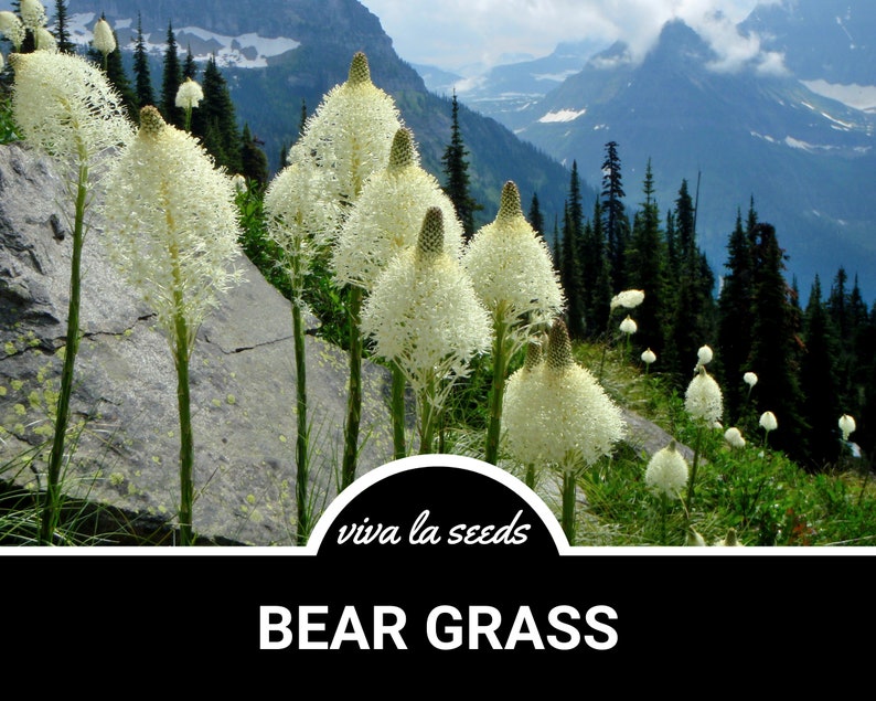 Beargrass | 50 Seeds | Heirloom Ornamental Grass | Native Wildflower ...