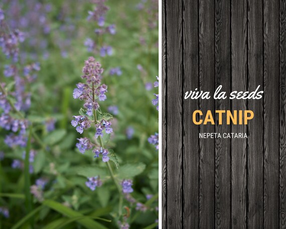 Catnip 250 Seeds Medicinal & Culinary Herb Non GMO - Etsy