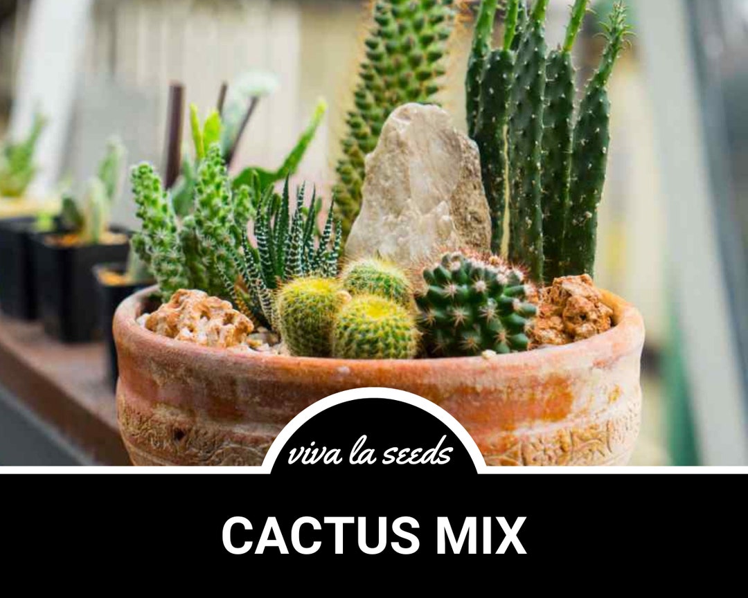 Cactus Mix | 30 Seeds | Heirloom Succulents | Xeriscape Garden ...