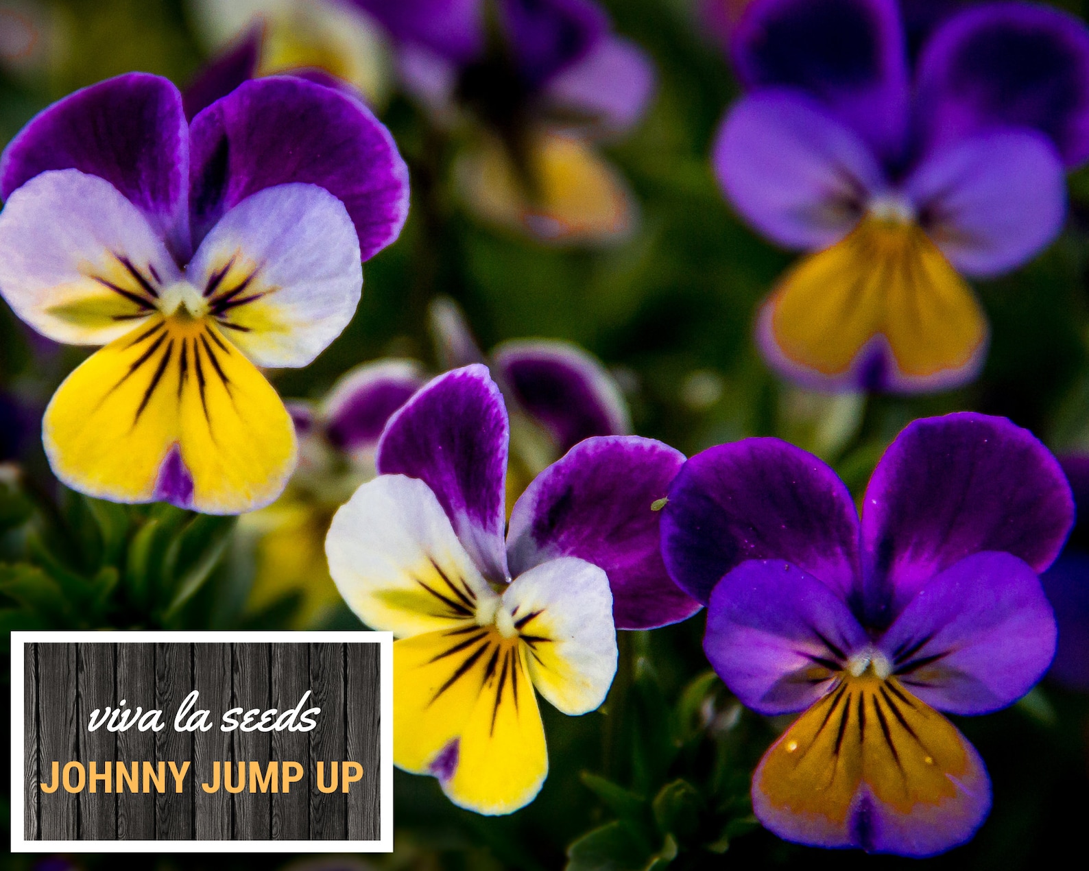 Viola, Johnny Jump up | 200 Seeds | Beautiful Medicinal Flowers | Non ...
