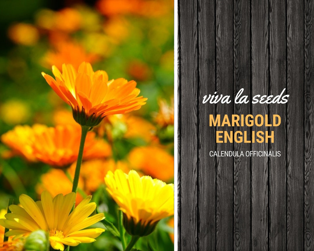 Marigold English 100 Seeds Heirloom Medicinal Herb - Etsy
