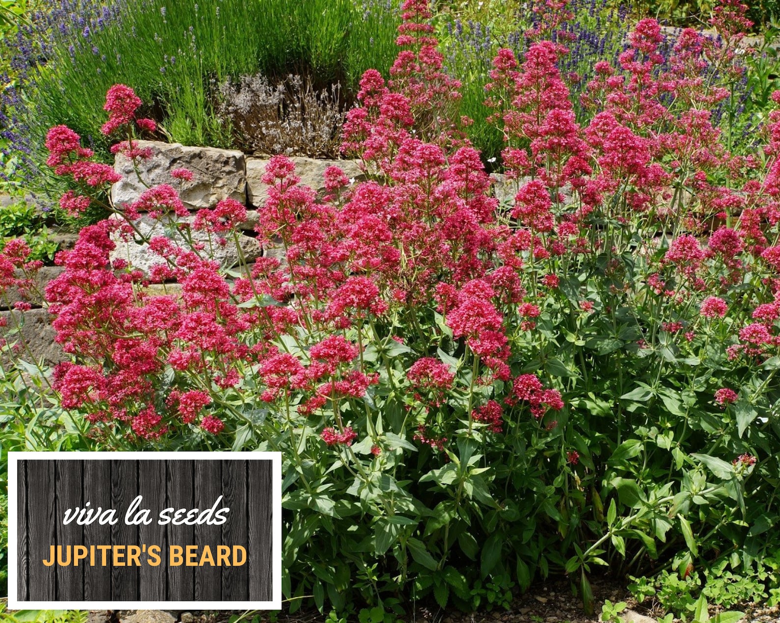Jupiter's Beard, Red | 50 Seeds | Longtime Blooms and Pollinator ...
