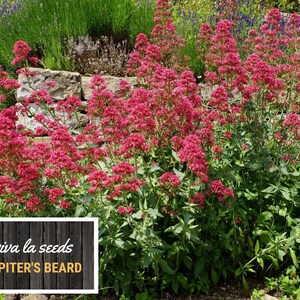 Jupiter's Beard, Red | 50 Seeds | Longtime Blooms and Pollinator ...