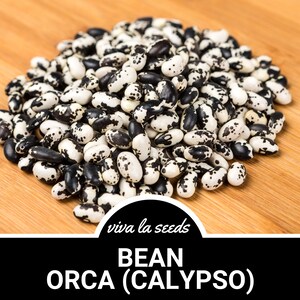 Bean, Calypso (orca) | 25 Seeds | Heirloom Vegetable | Bush Bean | Open ...