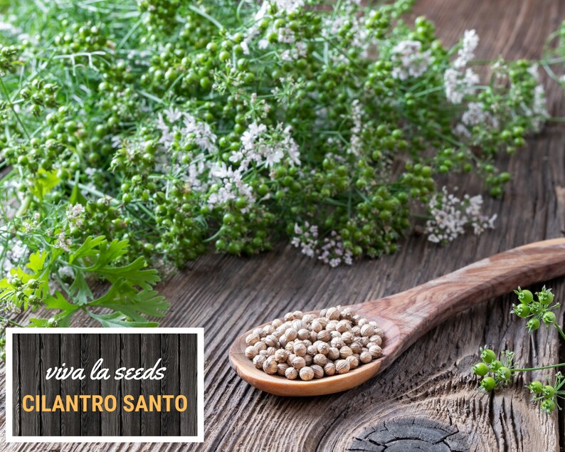 Cilantro coriander Santo 100 Seeds Medicinal Culinary - Etsy