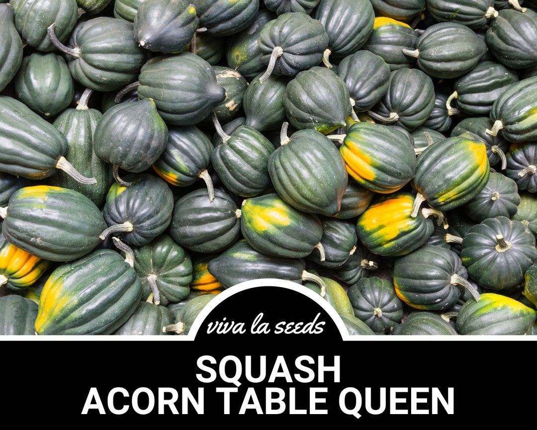 Squash, Acorn Table Queen | 25 Seeds | Heirloom Vegetable | Winter ...