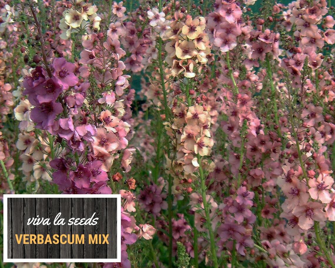 Verbascum (purple Mullein) Mix | 100 Seeds | Medicinal Herb | Non GMO ...