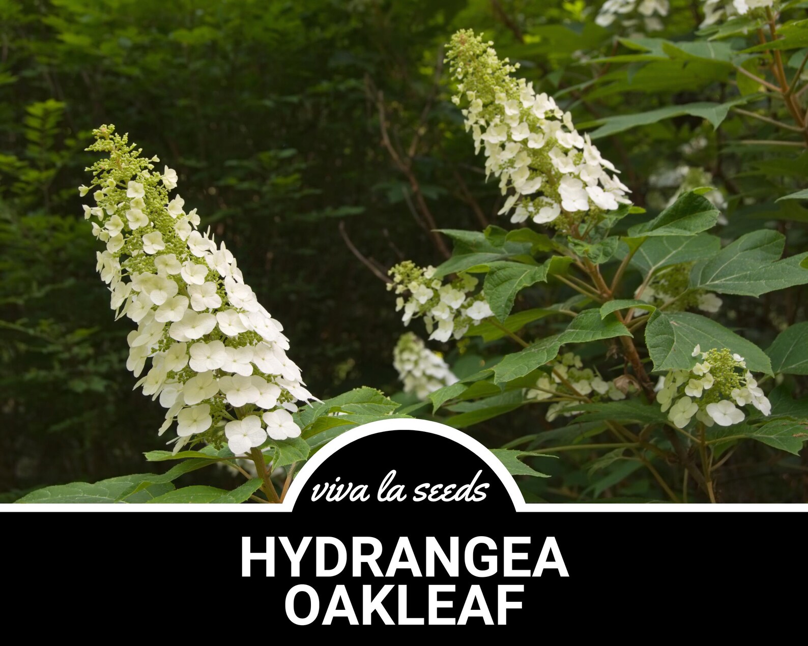 Hydrangea, Oakleaf | 100 Seeds | Heirloom Perennial Shrub | Large ...