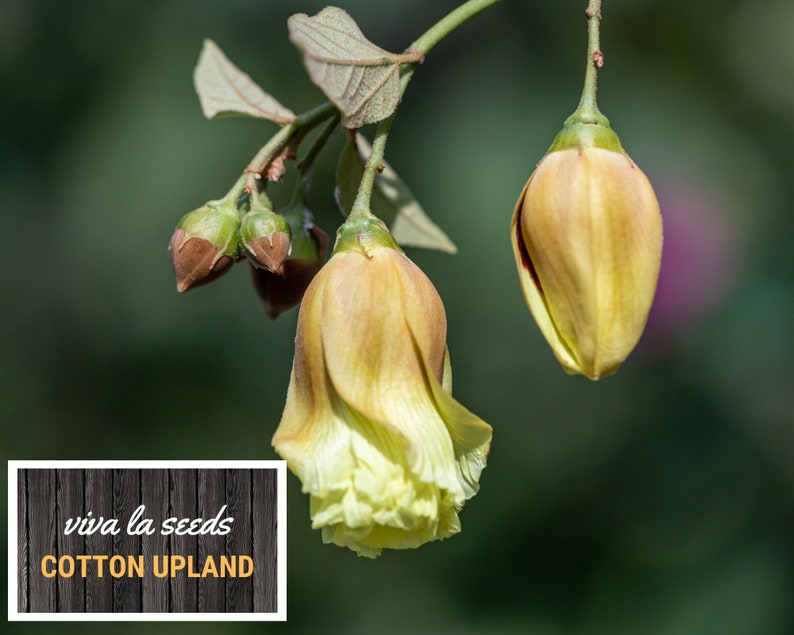 Cotton, Upland | 20 Seeds | American Upland Cotton | Heirloom | Non GMO ...