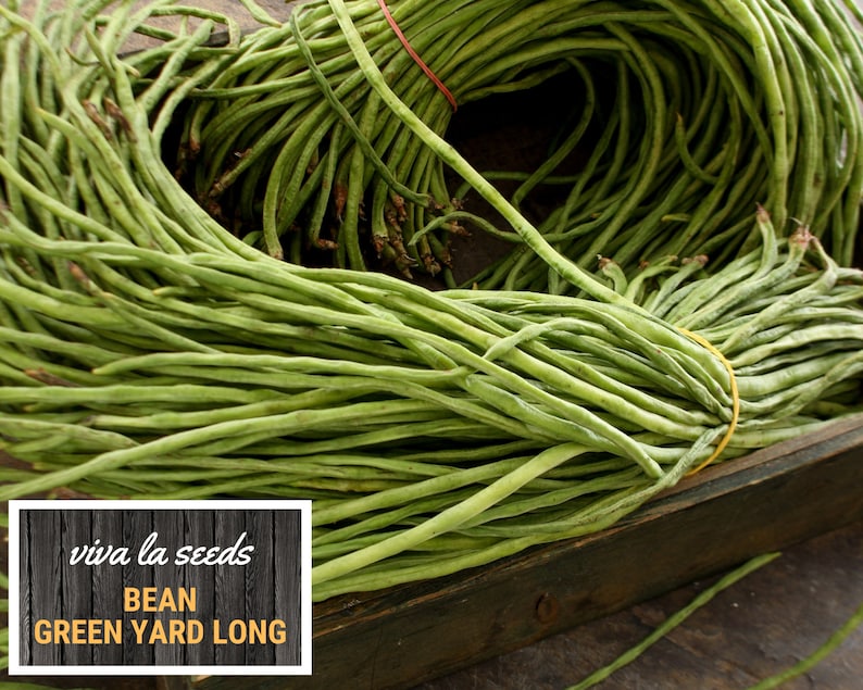 Bean, Yard Long Green | 15 Seeds | Heirloom | Non-gmo | Vigna ...