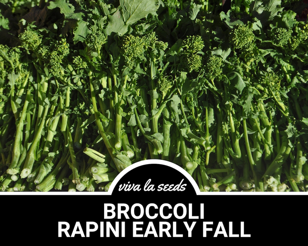 Broccoli, Rapini Early Fall (raab) | 100 Seeds | Heirloom Vegetable ...