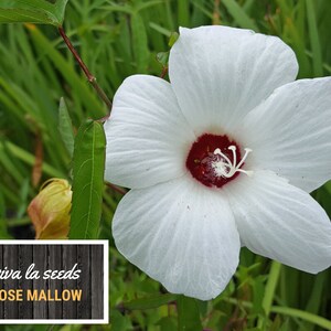 Hibiscus, Rose Mallow | Halberd-leaved | 25 Seeds | Heiroom | Non-gmo ...