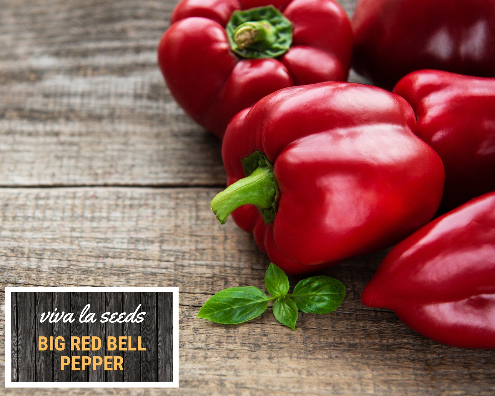 Pepper, Big Red Bell 30 Seeds Easy to Grow Heirloom Non-gmo Capscium ...