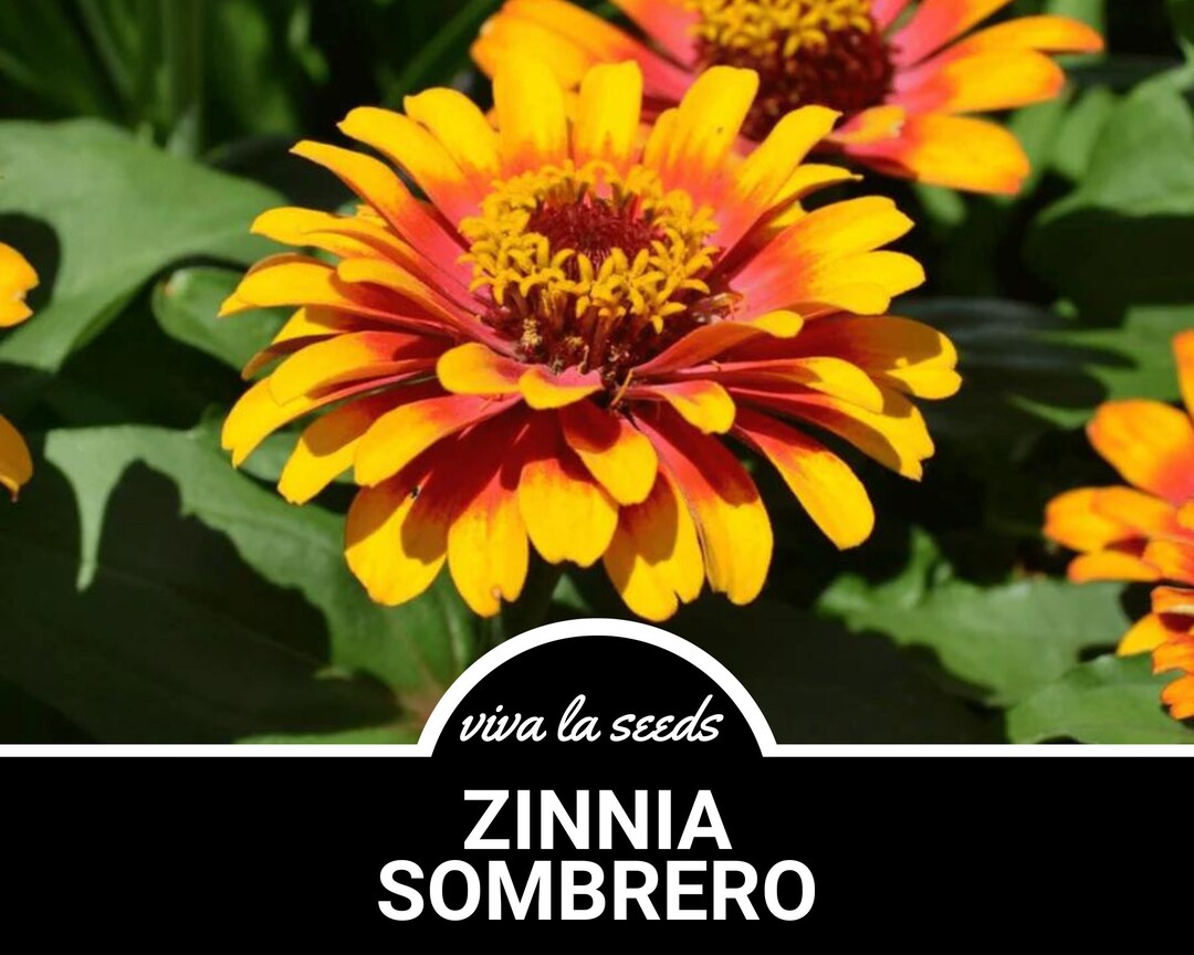 Zinnia, Sombrero | 50 Seeds | Easy to Grow | Non GMO | Zinnia Elegans ...