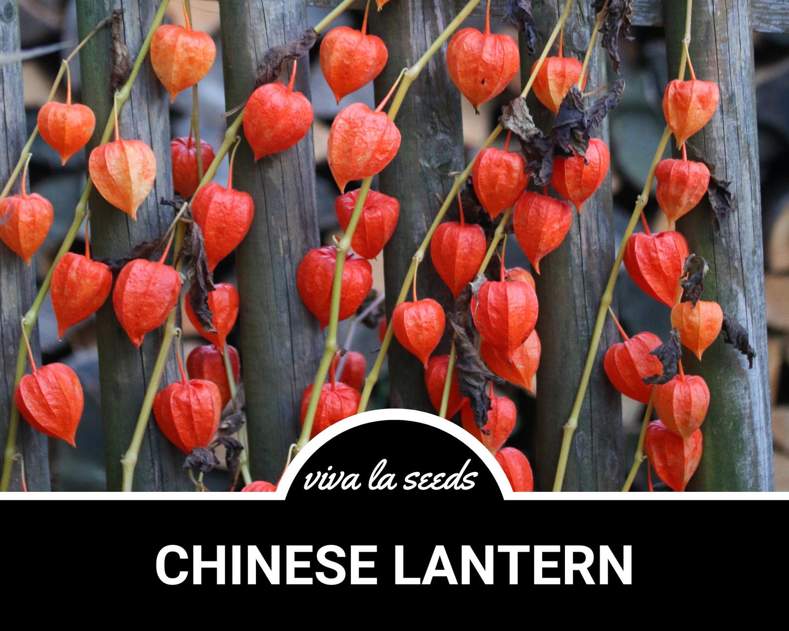 Chinese Lantern | 50 Seeds | Ornamental Heirloom Fruit | Edible Fruit ...