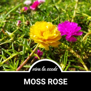 Moss Rose, Mix | 250 Seeds | Heirloom | Colorful Blooms | Low ...