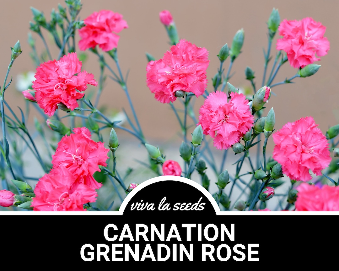 Carnation, Grenadin Rose | 25 Seeds | Heirloom Flower | Easy to Grow ...