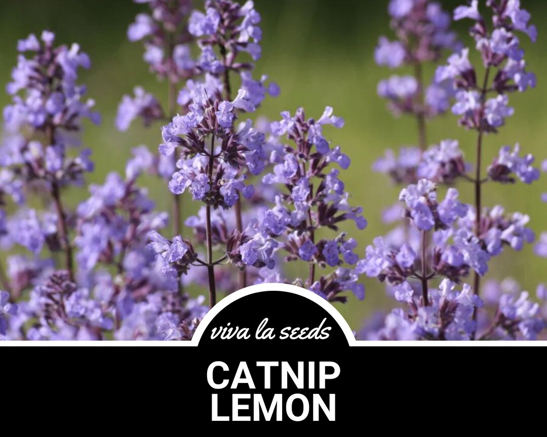 Catnip, Lemon | 250 Seeds | Medicinal & Culinary Herb | Heirloom ...
