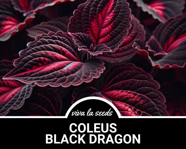 Coleus, Black Dragon | 20 Seeds | Indoor - Outdoor Plant | Black & Red ...