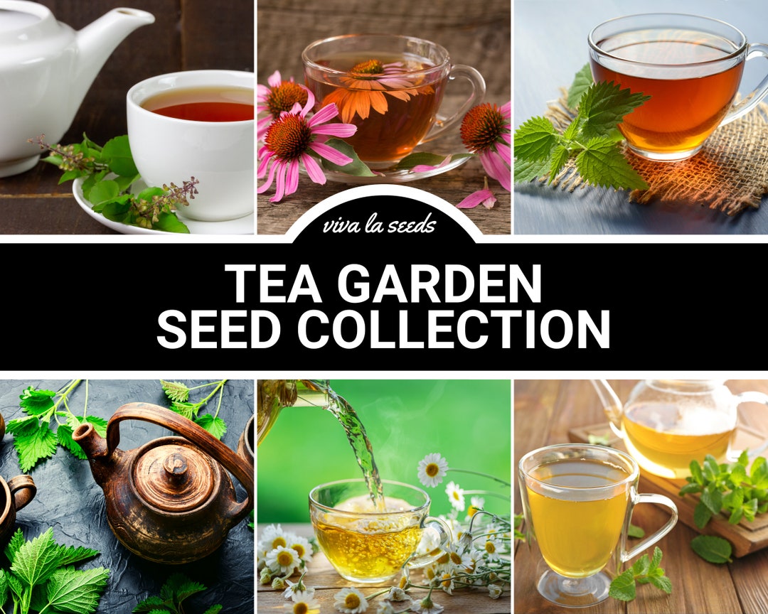 Tea Garden Seed Collection 6 Essential Tea Herb Seeds 20% Savings - Etsy