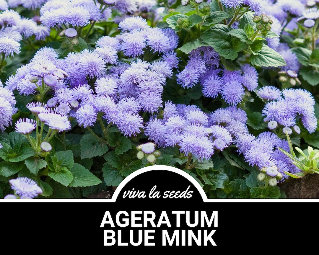 Ageratum, Blue Mink | 100 Seeds | Annual Dwarf Flower | Blue Blooms ...