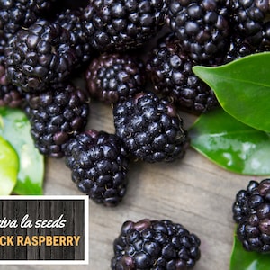 Raspberry, Black | 30 Seeds | Heirloom | Non-gmo | Rubus Occidentalis ...