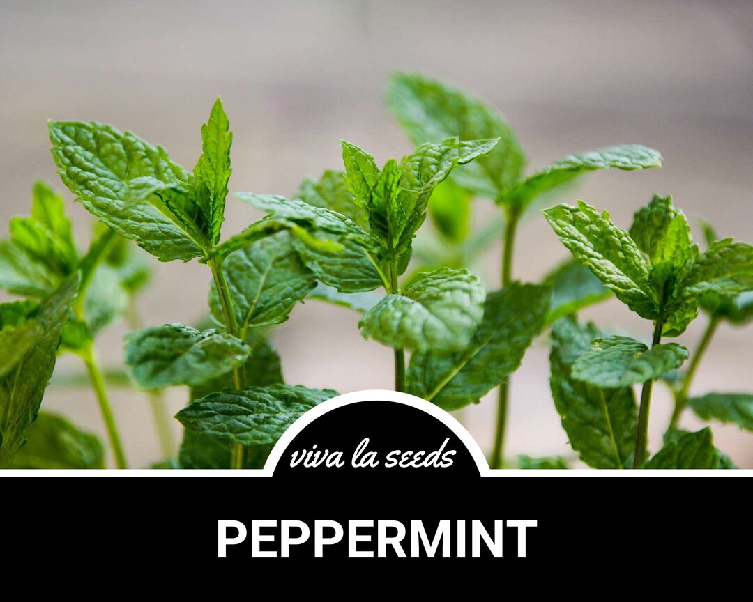 Peppermint | 100 Seeds | Medicinal | Culinary Herb | Non GMO | Mentha ...