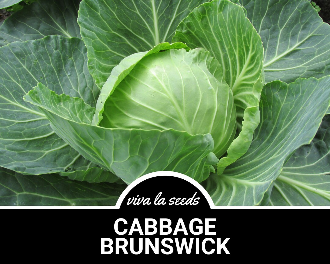 Cabbage, Brunswick | 200 Seeds | Heirloom Vegetable | Open Pollinated ...